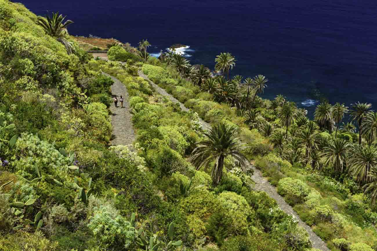 Rambla de Castro, an oasis among palm trees on the coast of Tenerife ...